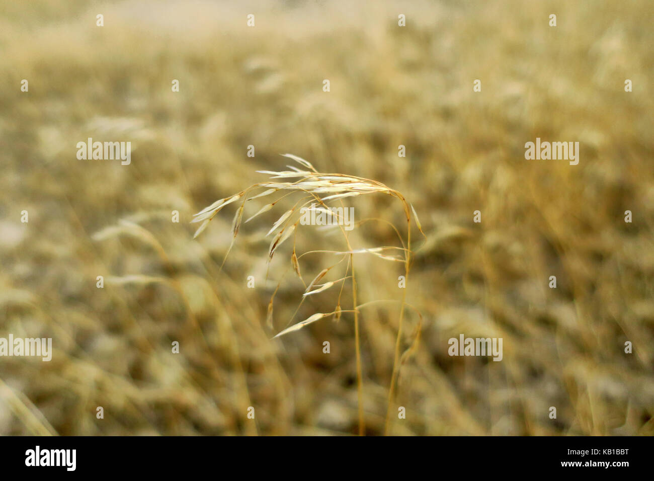 Waving grass hi-res stock photography and images - Alamy