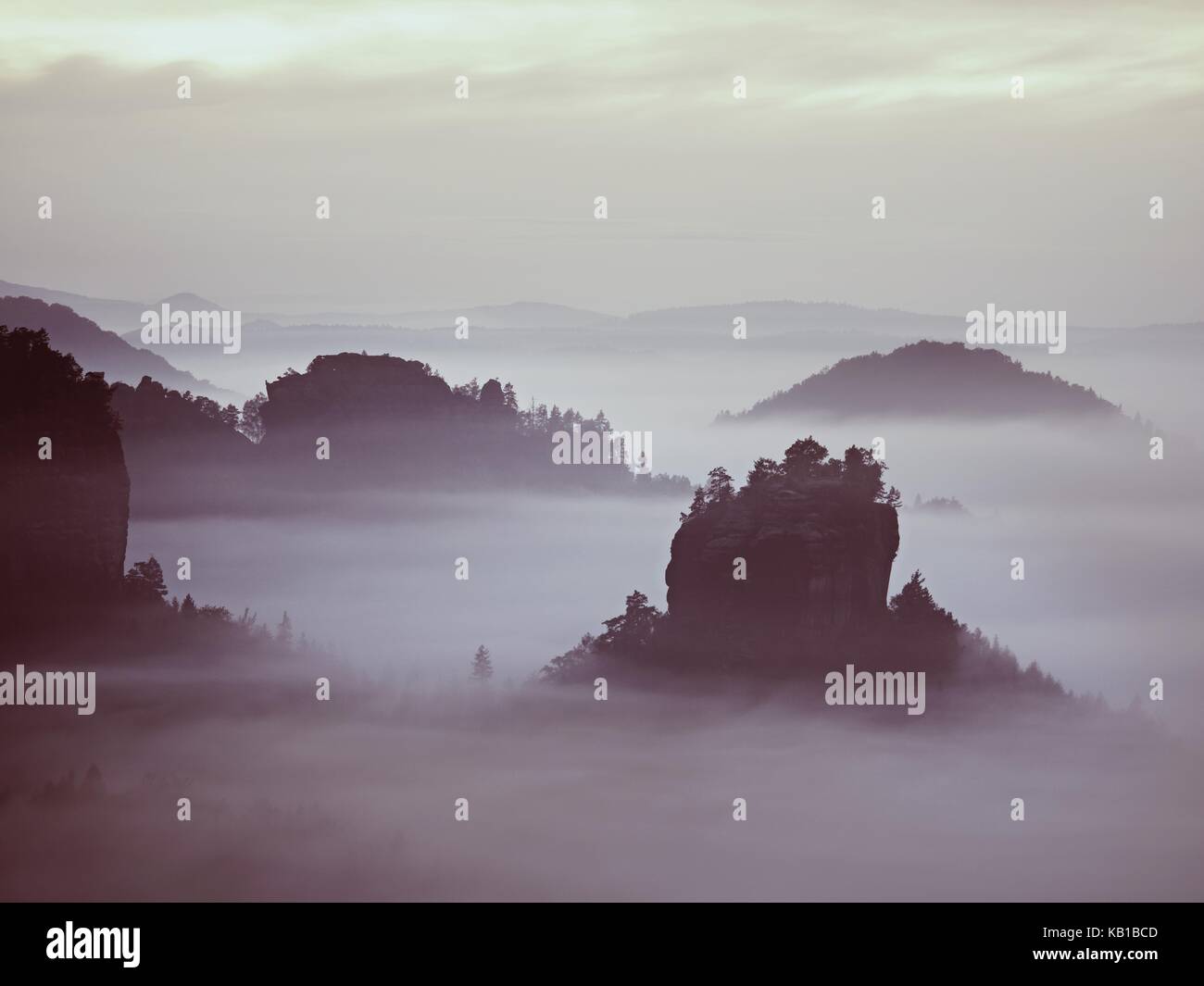 Stripped colorful mist. Summer forest after heavy rainy night. Treetops ...