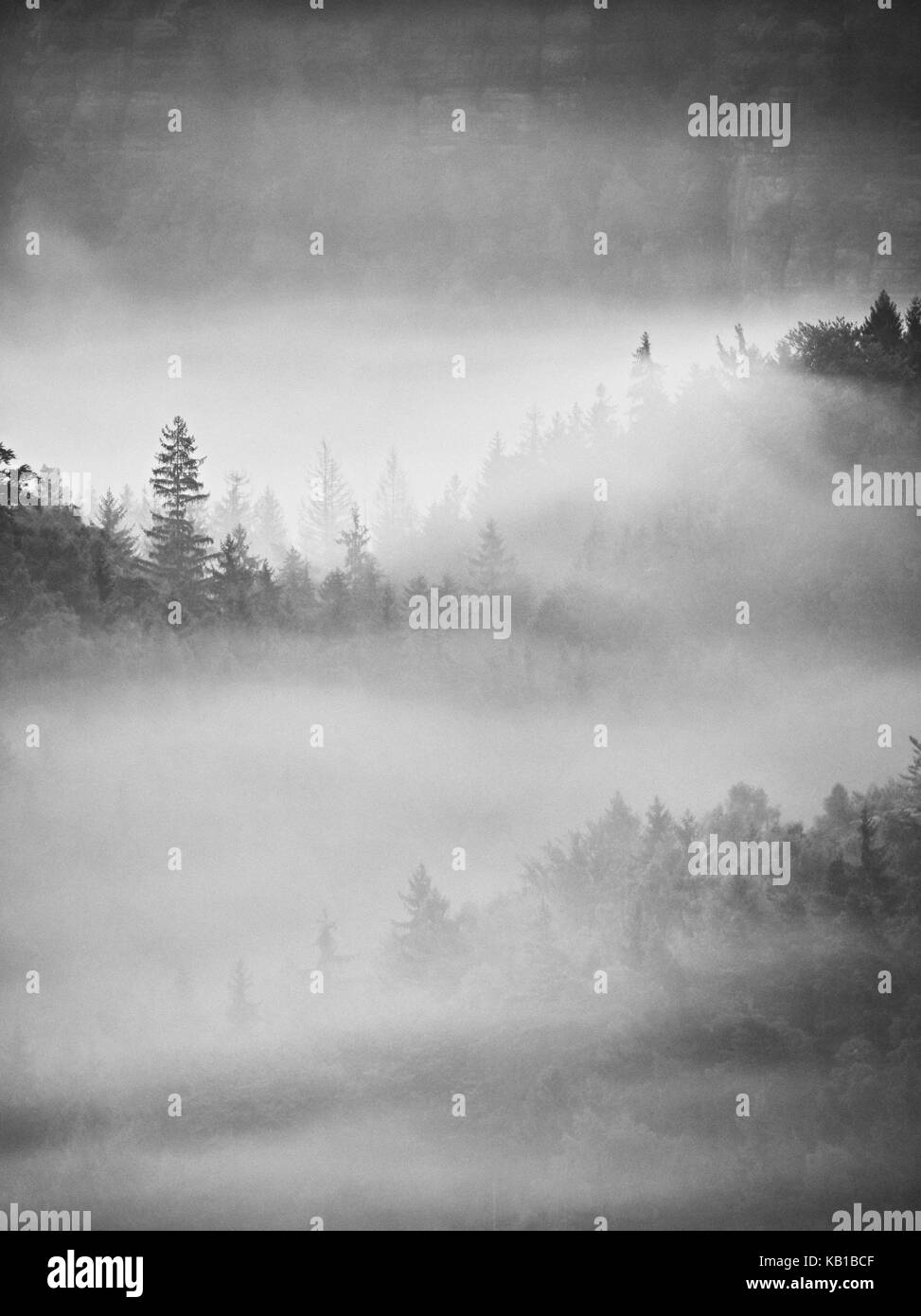 Shadow from tree in Black and White Stock Photos & Images - Alamy