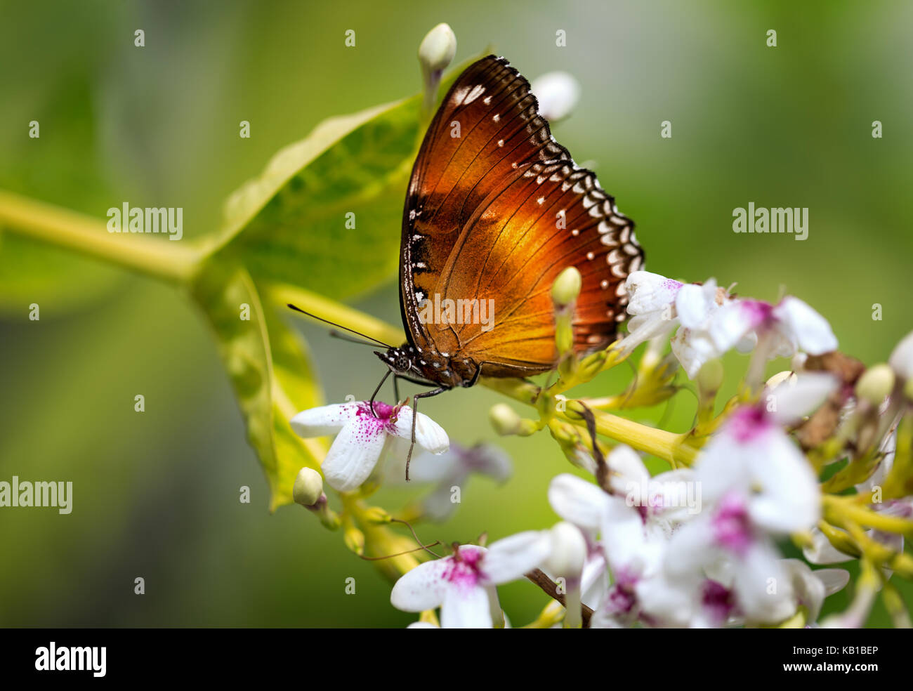 Lovely butterfly hi-res stock photography and images - Alamy