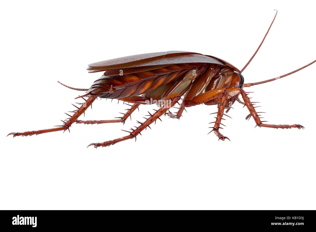 Cockroach bug brown Stock Photo - Alamy