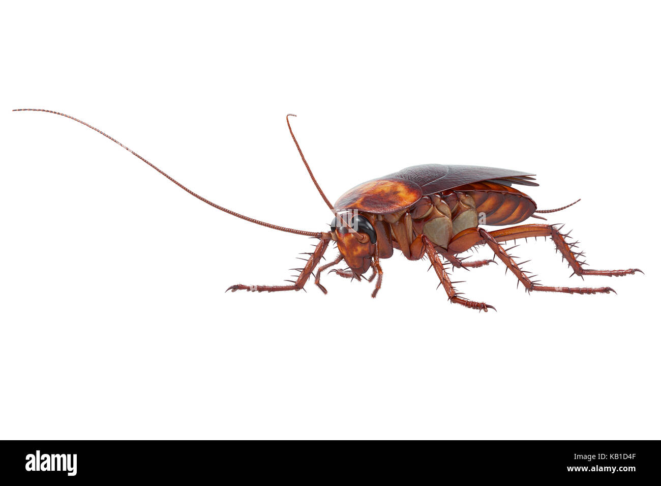 Cockroach bug insect brown Stock Photo - Alamy