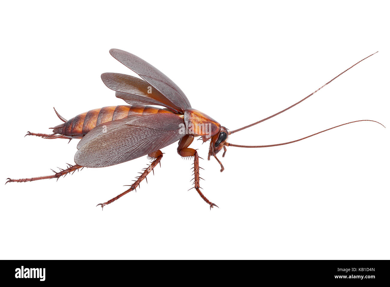 Cockroach bug insect beetle Stock Photo - Alamy