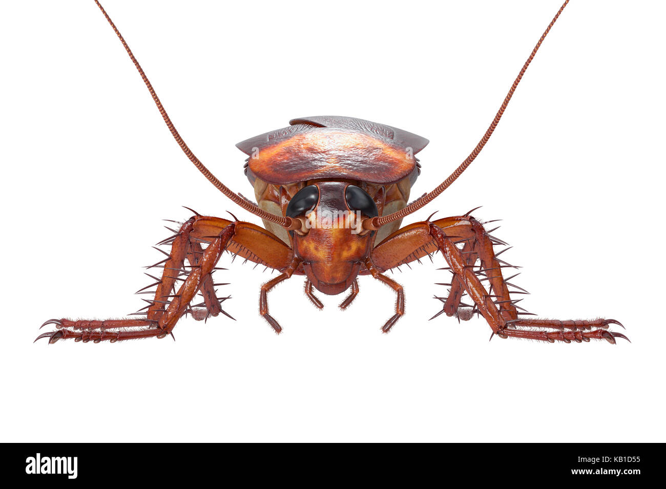 Cockroach bug insect roach, front view Stock Photo - Alamy
