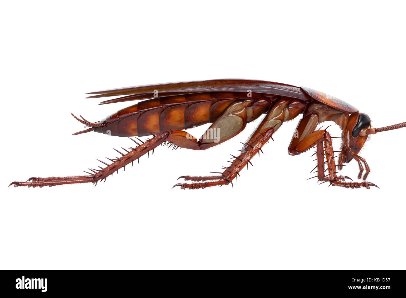 Cockroach Side View High Resolution Stock Photography and Images - Alamy