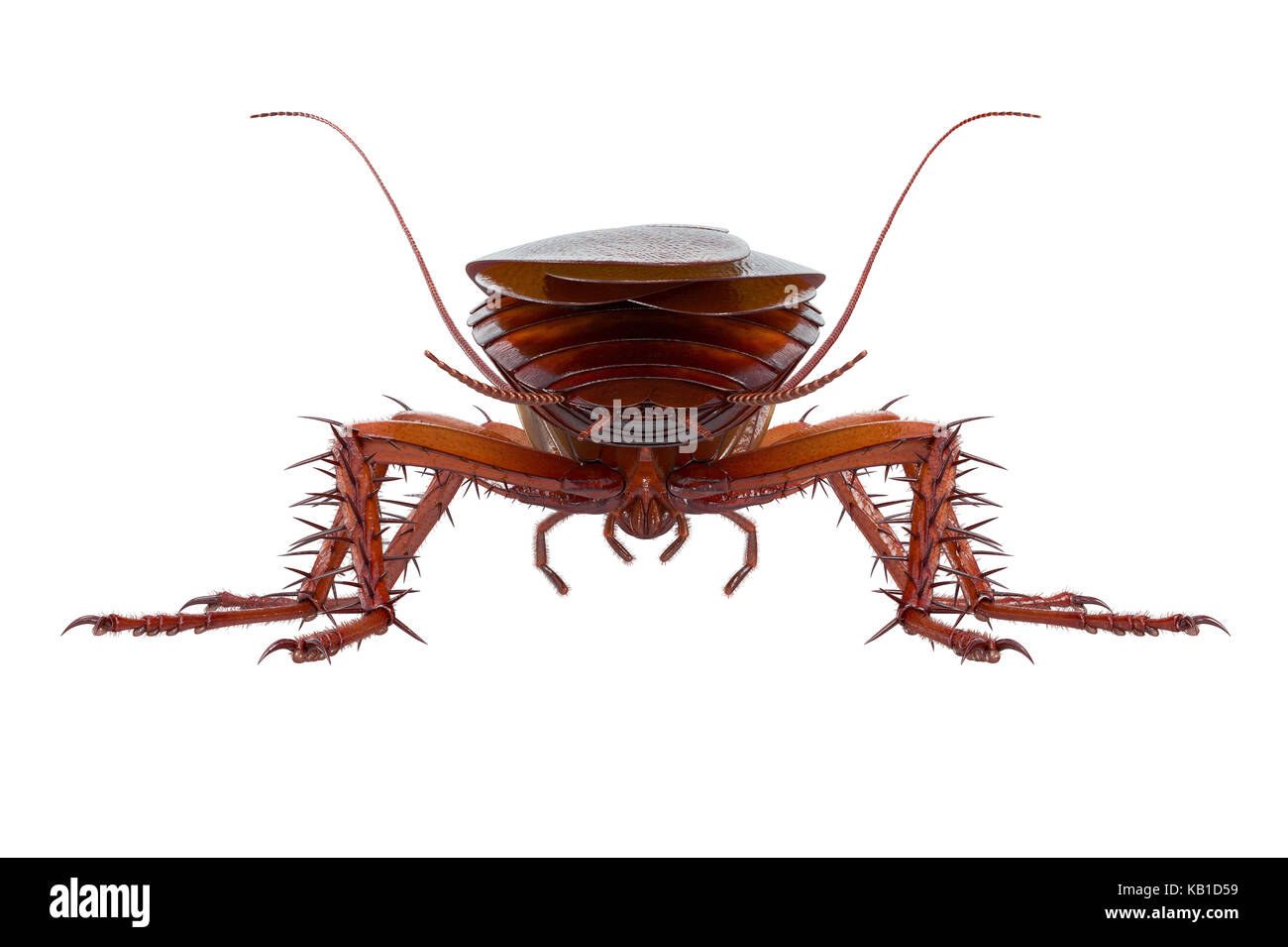 Cockroach bug brown beetle, back view Stock Photo - Alamy
