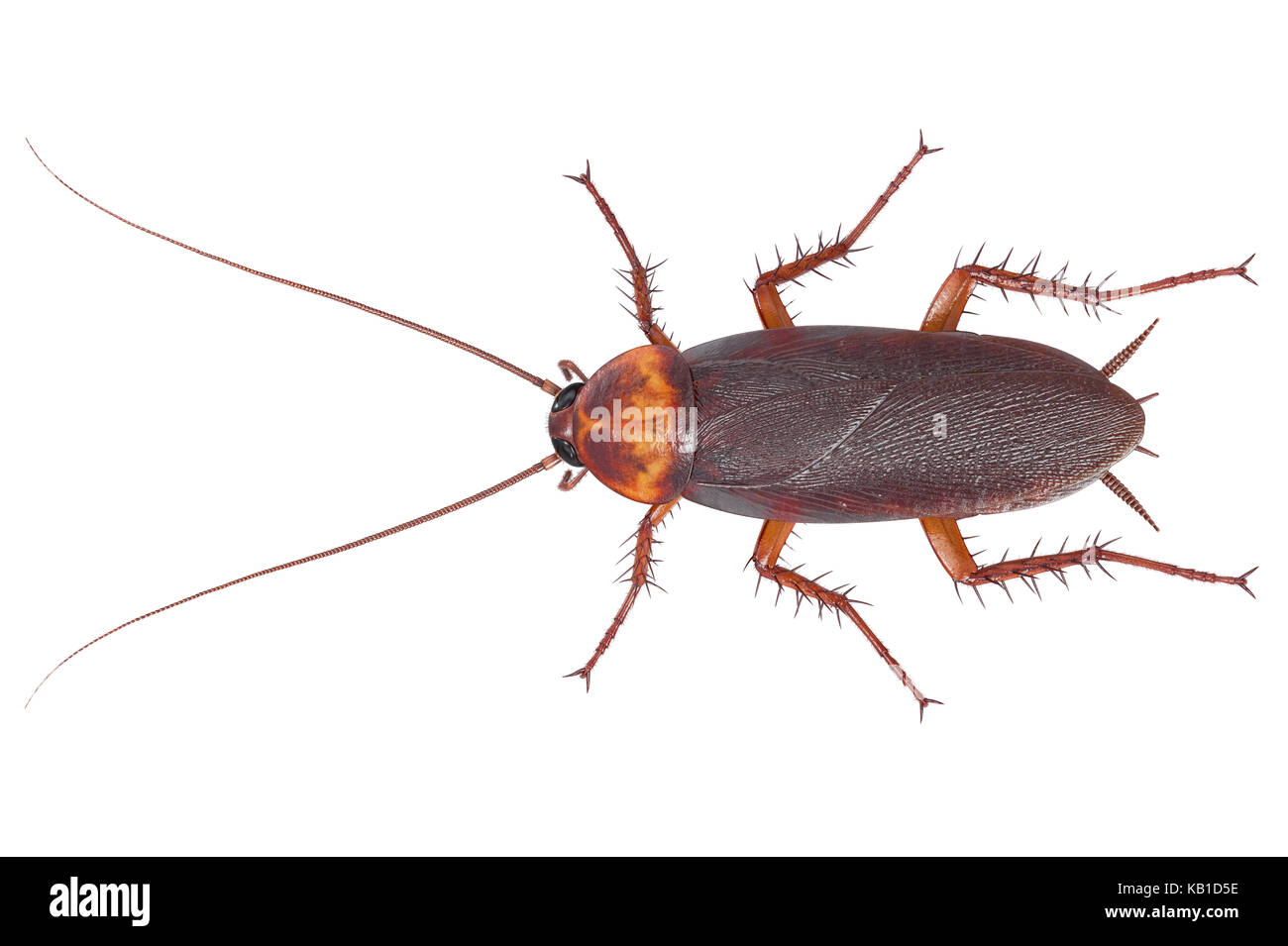 Cockroach bug brown pest, top view Stock Photo - Alamy