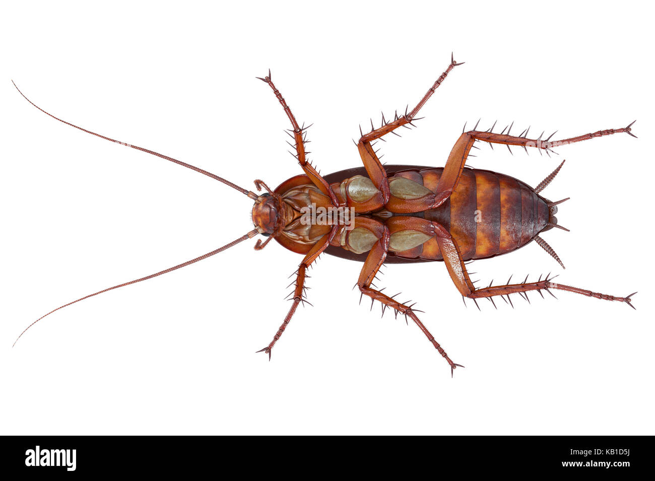 Cockroach bug brown creature, bottom view Stock Photo - Alamy