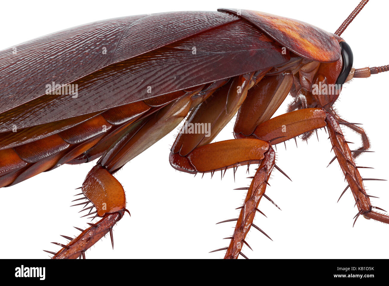 Cockroach bug american creature, close view Stock Photo - Alamy