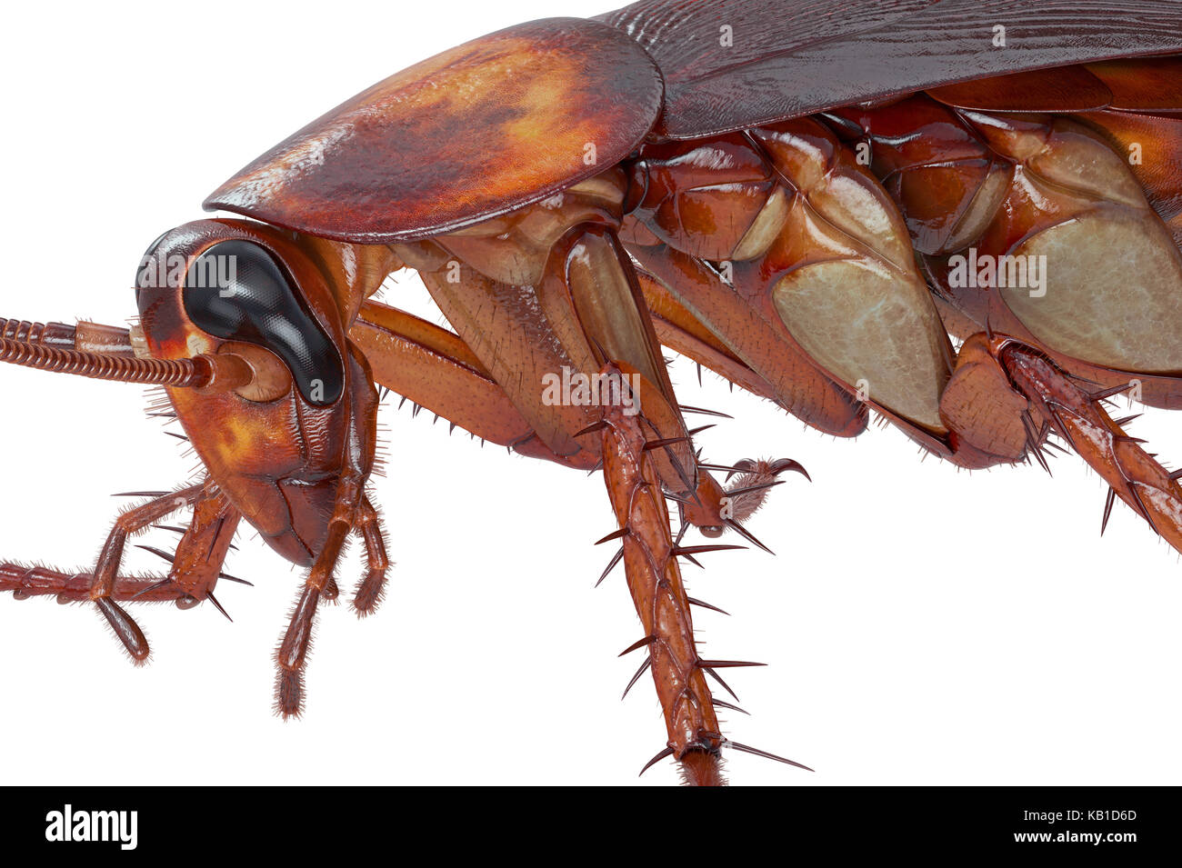 Cockroach bug small creature, close view Stock Photo - Alamy