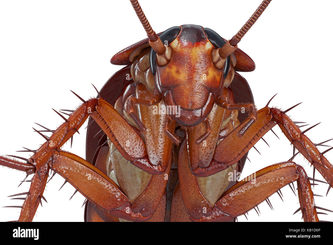 Cockroach bug small beetle, close view Stock Photo - Alamy