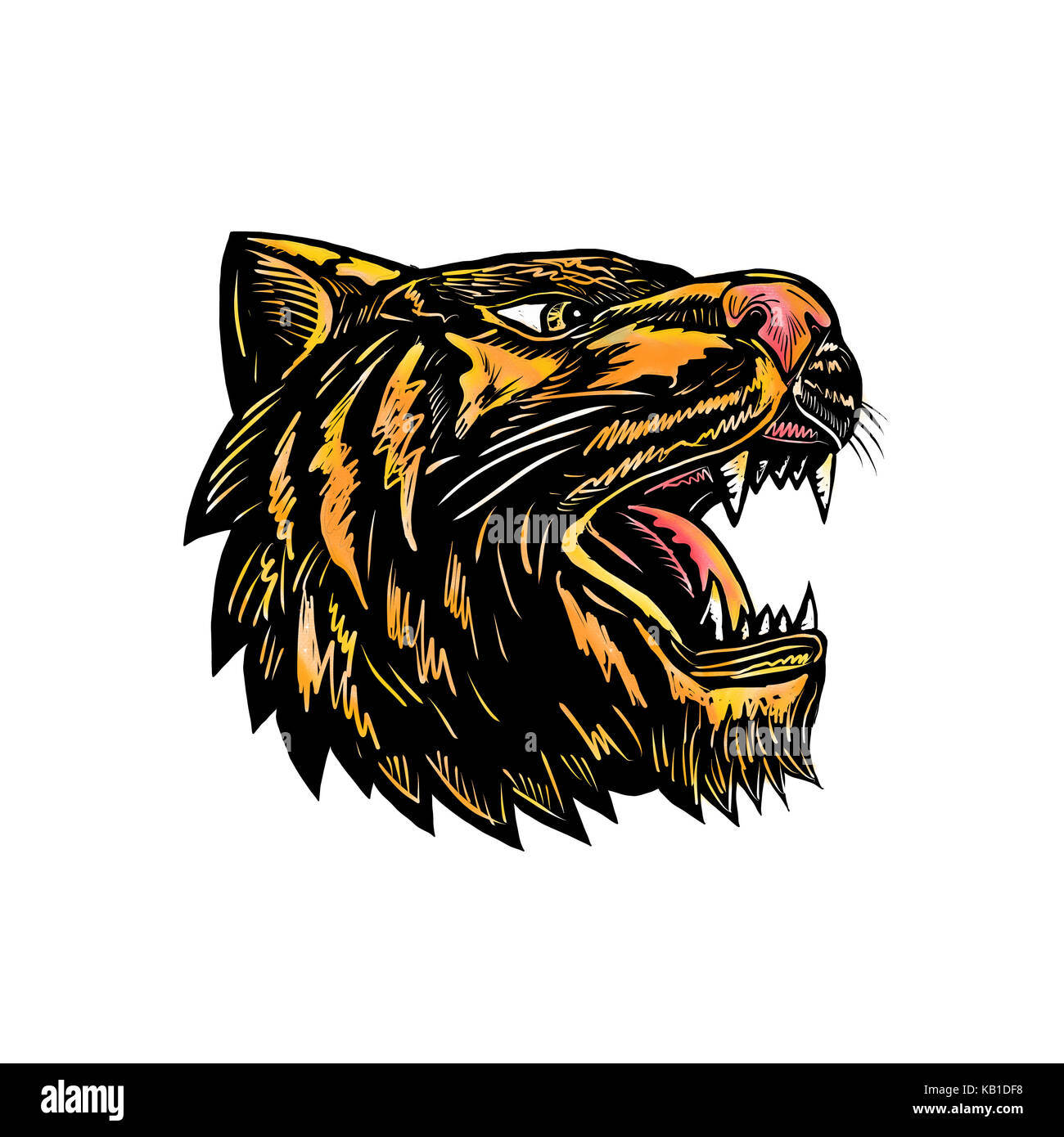 Woodcut style illustration of an angry growling tiger head viewed from ...