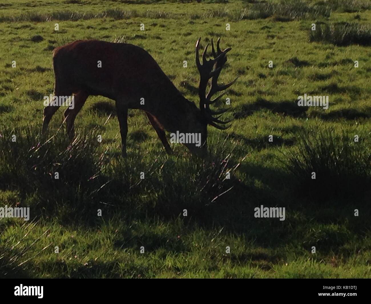 Stag and deer at Wollaton Park Nottingham Stock Photo - Alamy