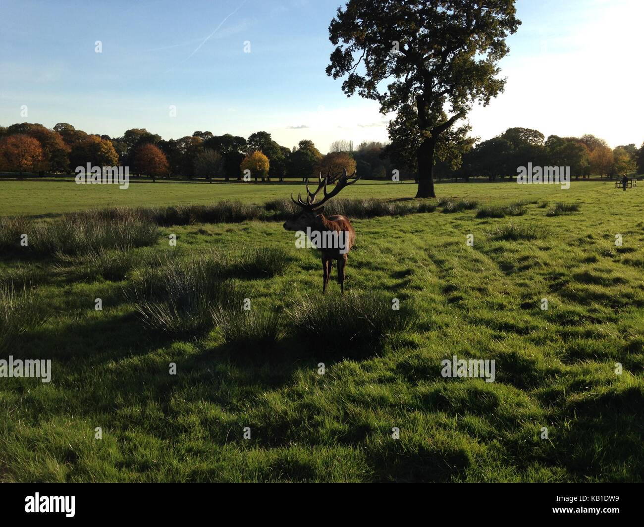 Stag and deer at Wollaton Park Nottingham Stock Photo - Alamy
