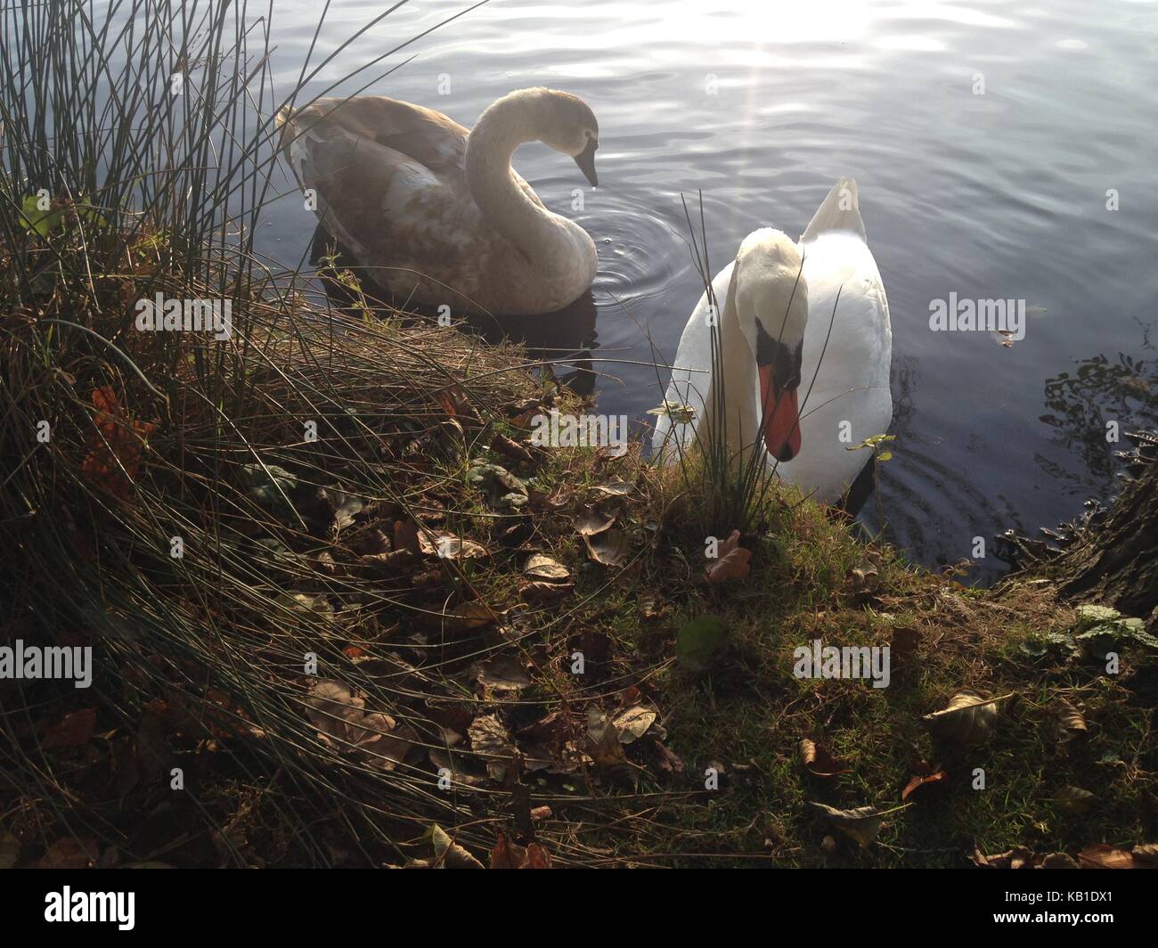 Swans and ducks on lake at Wollaton Park Nottingham Stock Photo - Alamy