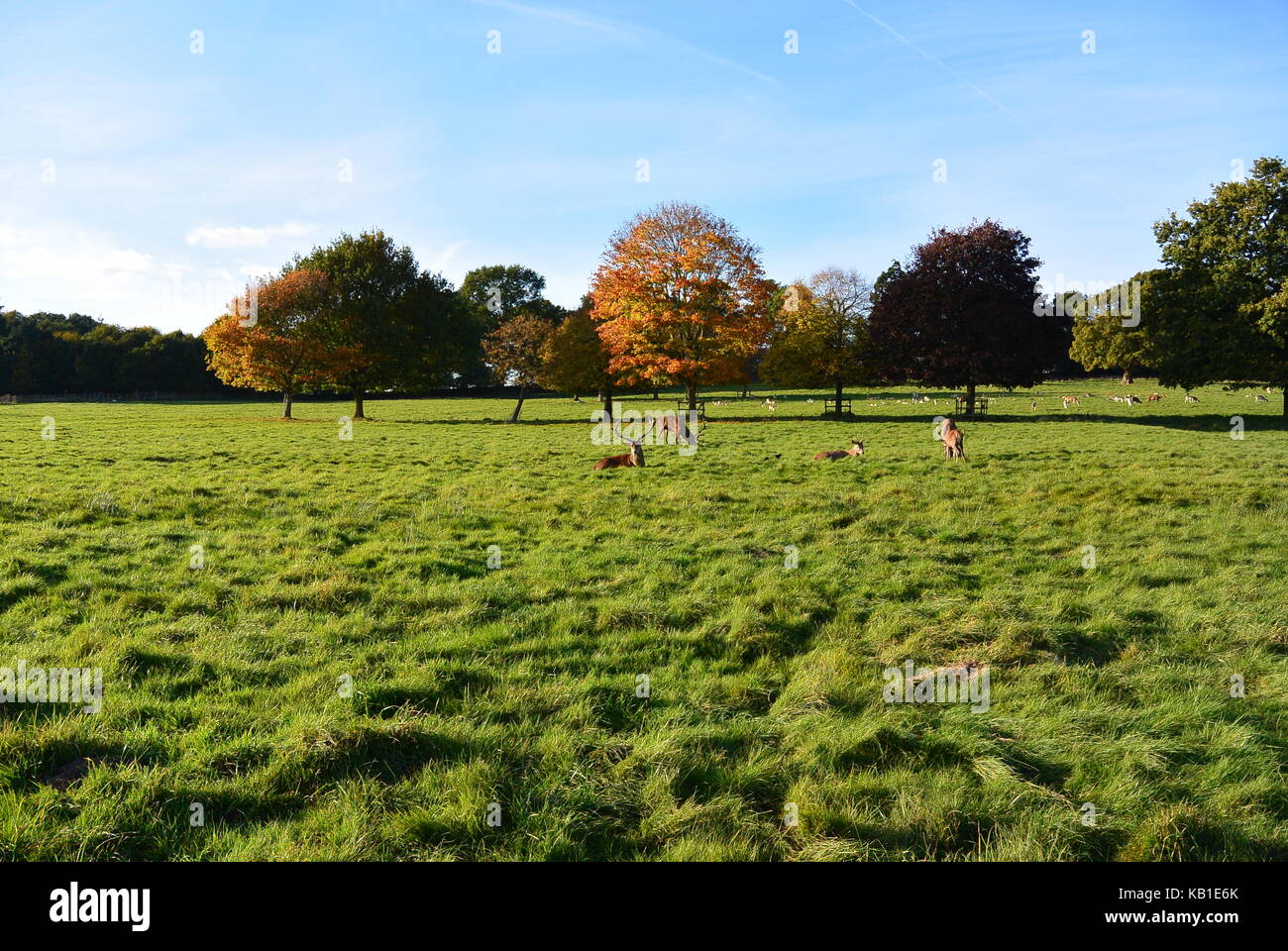 Stag and deer at Wollaton Park Nottingham Stock Photo - Alamy