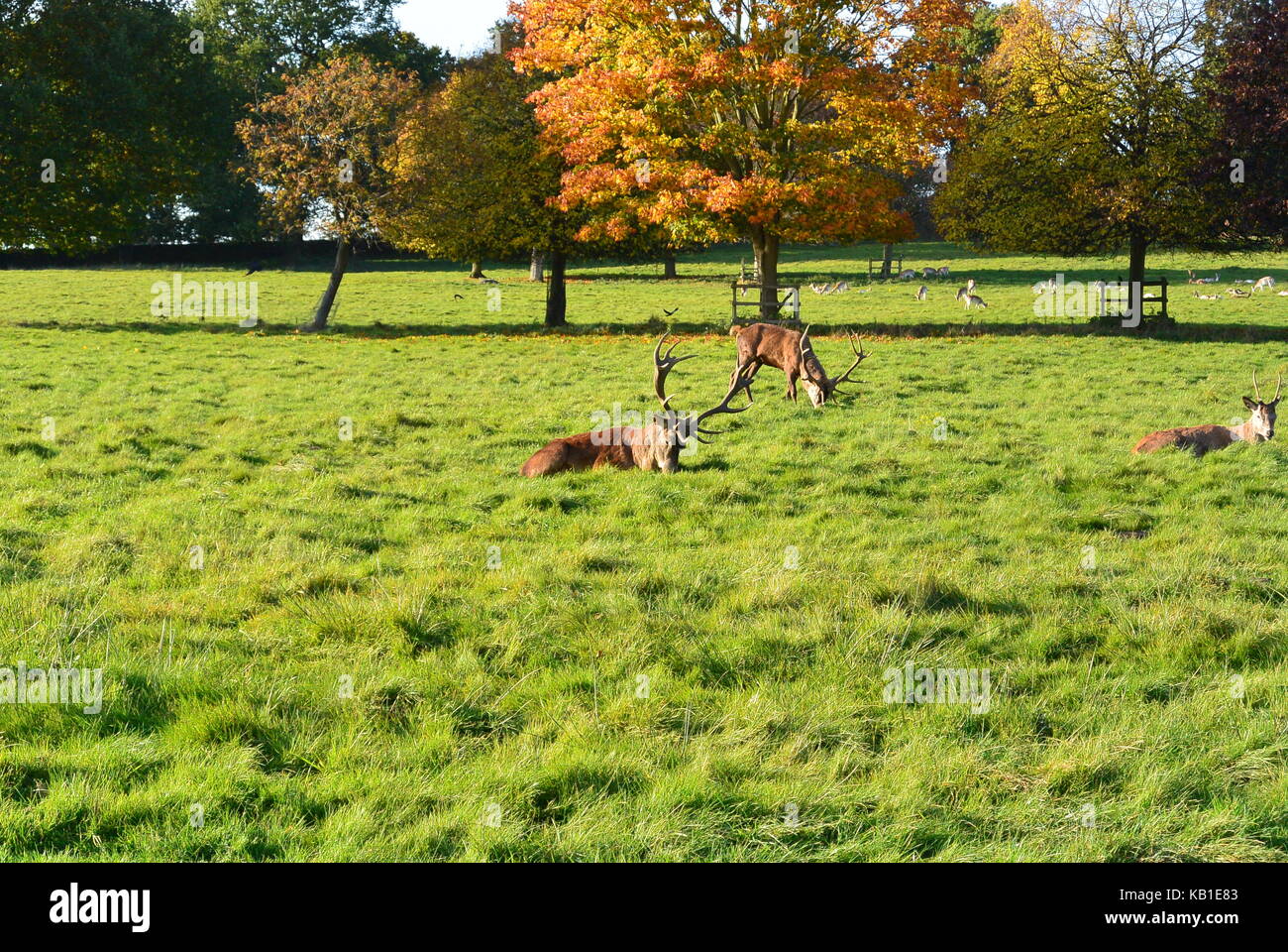 Stag and deer at Wollaton Park Nottingham Stock Photo - Alamy
