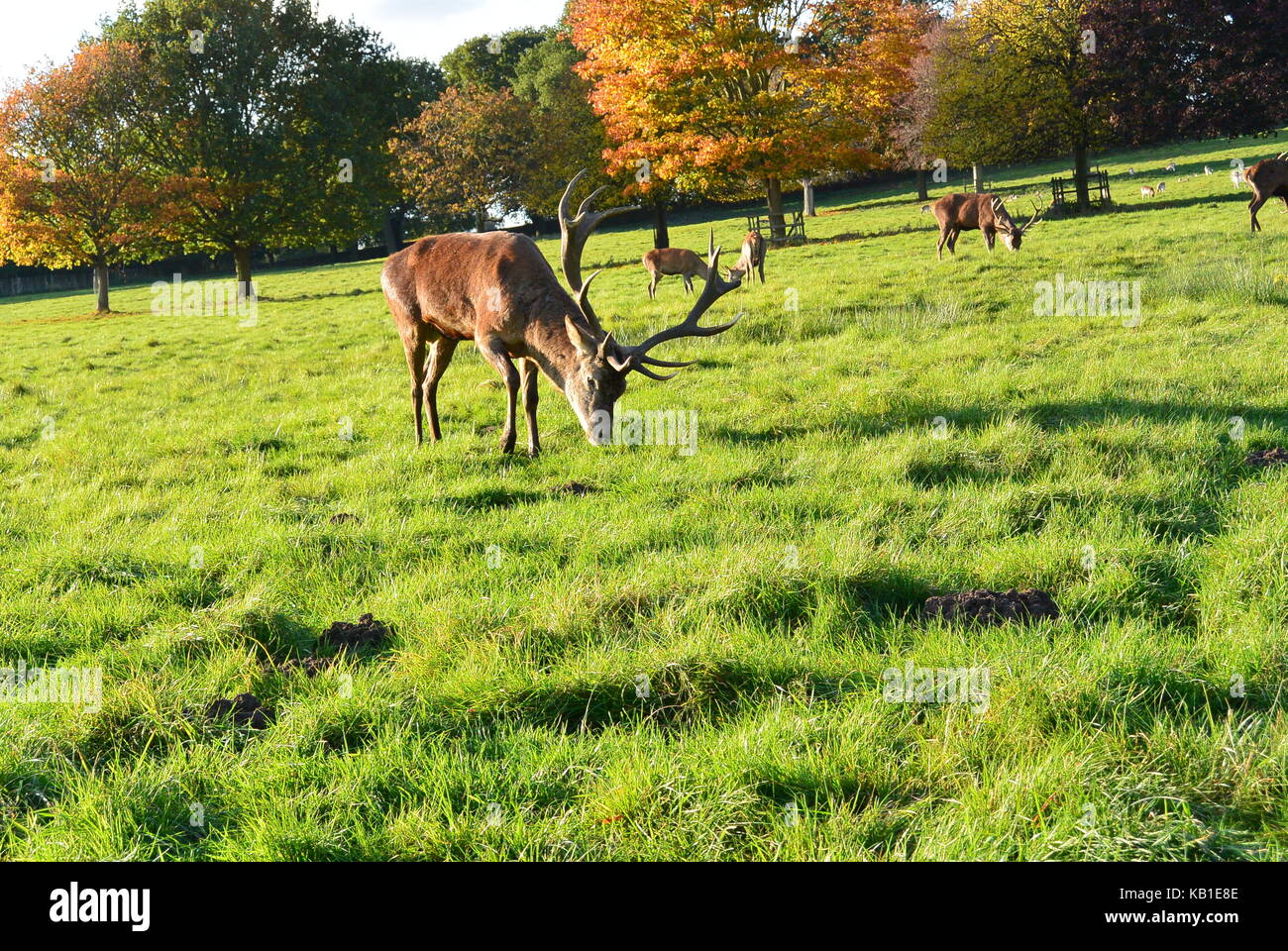 Stag and deer at Wollaton Park Nottingham Stock Photo - Alamy