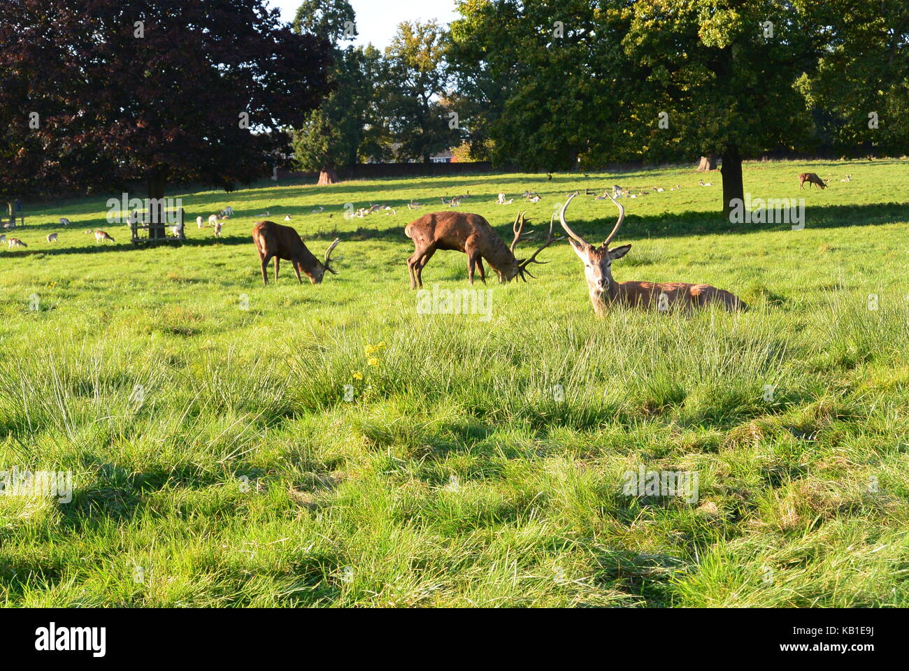 Stag and deer at Wollaton Park Nottingham Stock Photo - Alamy