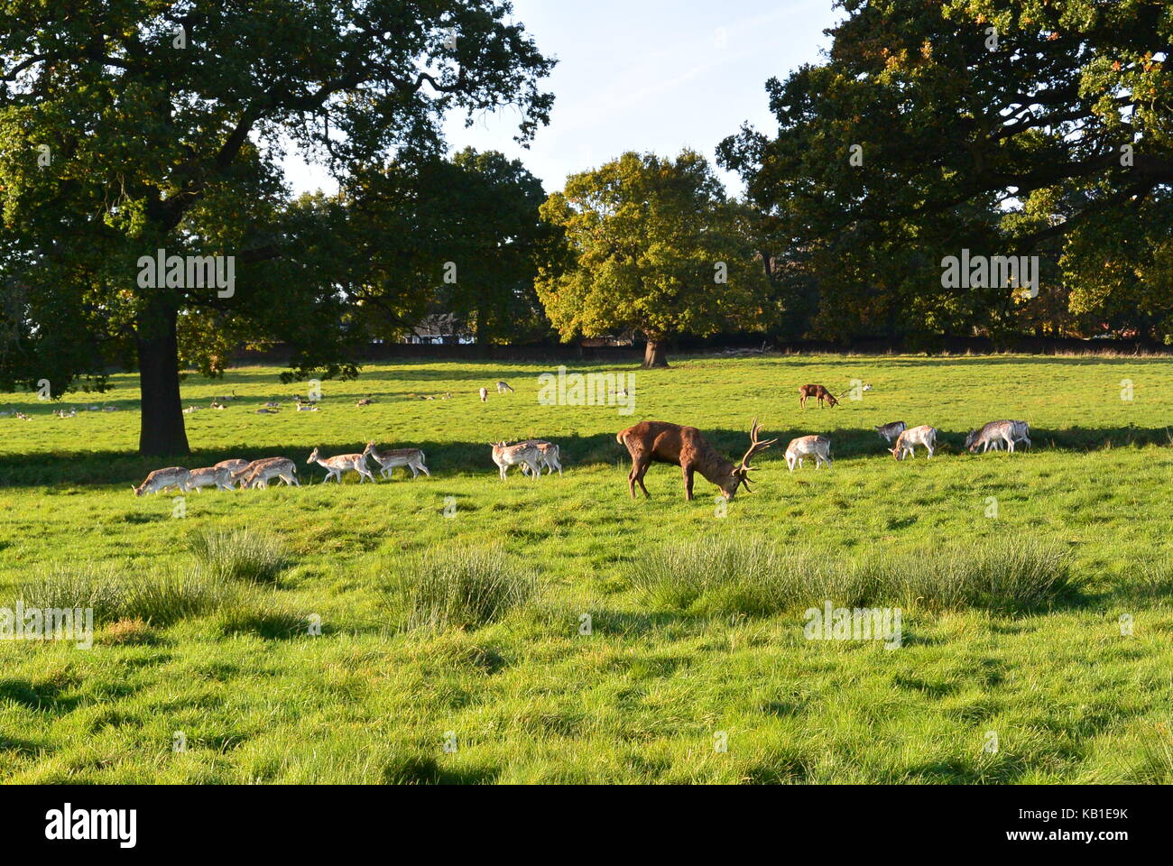 Stag and deer at Wollaton Park Nottingham Stock Photo - Alamy