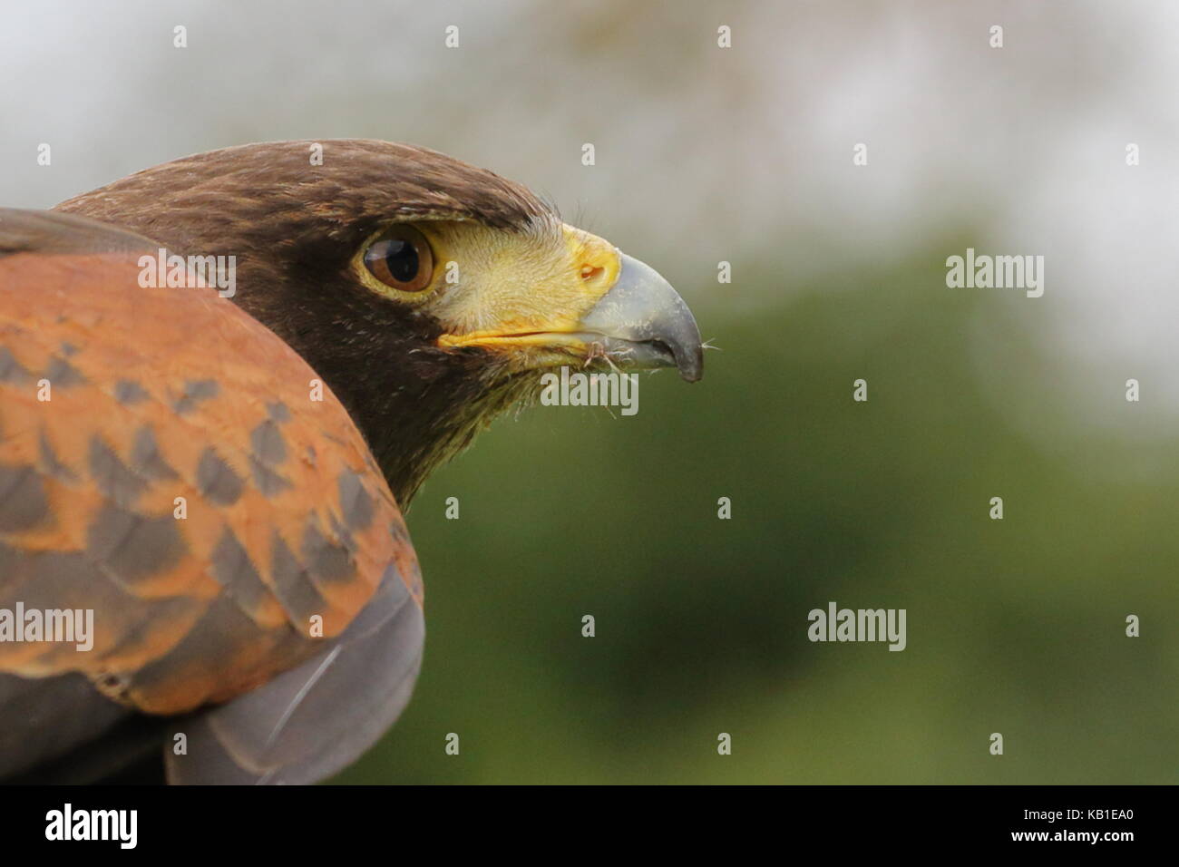H is for Hawk: Harris hawk at the Walworth Castle birds of prey show ...