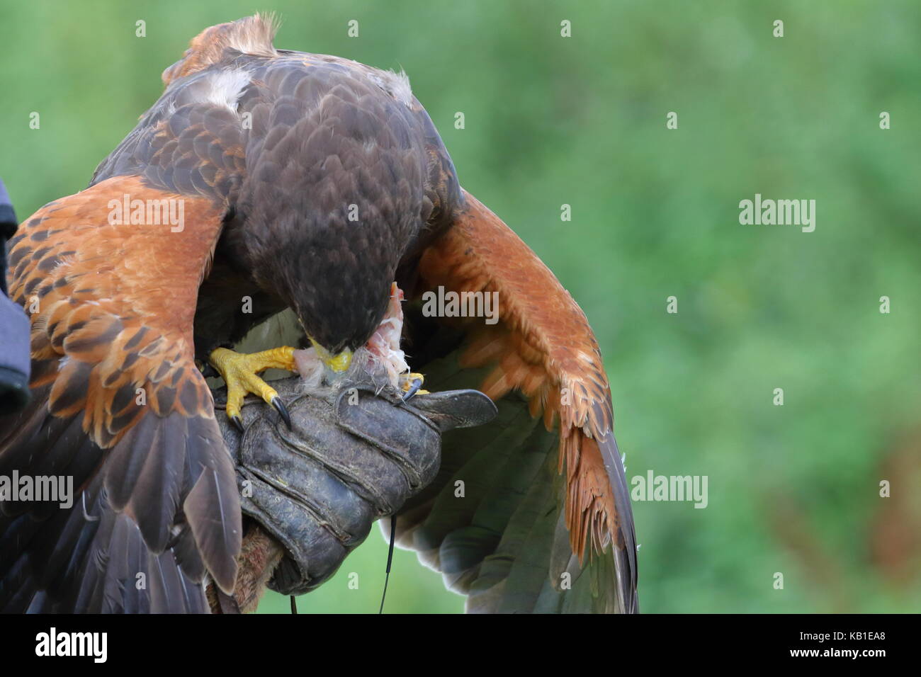 H is hawk hi-res stock photography and images - Alamy