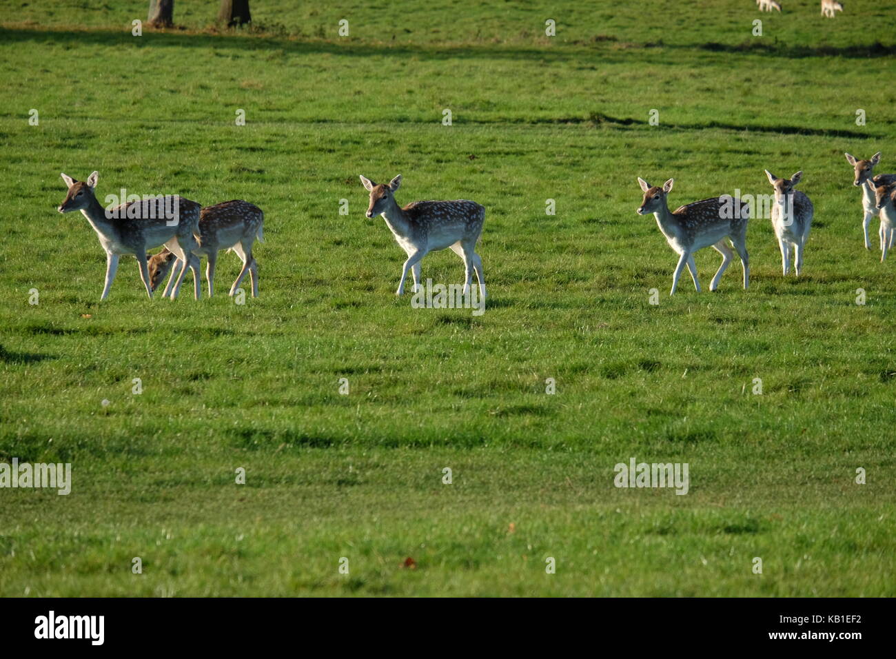 Stag and deer at Wollaton Park Nottingham Stock Photo - Alamy