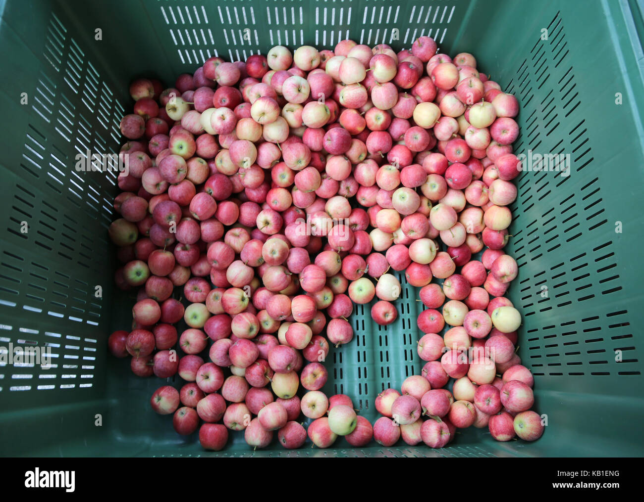 Apples growing in container hi-res stock photography and images - Alamy