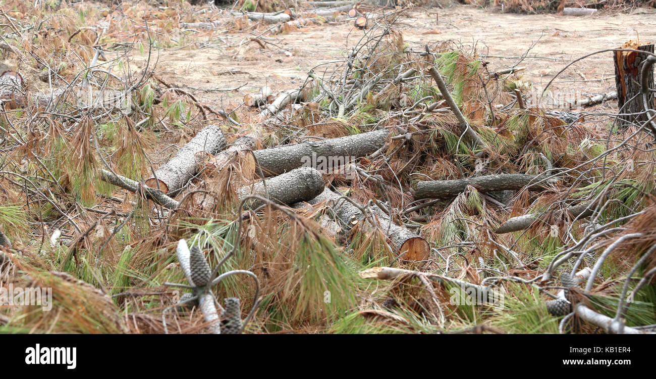 lots of trees and pines cut during deforestation Stock Photo - Alamy