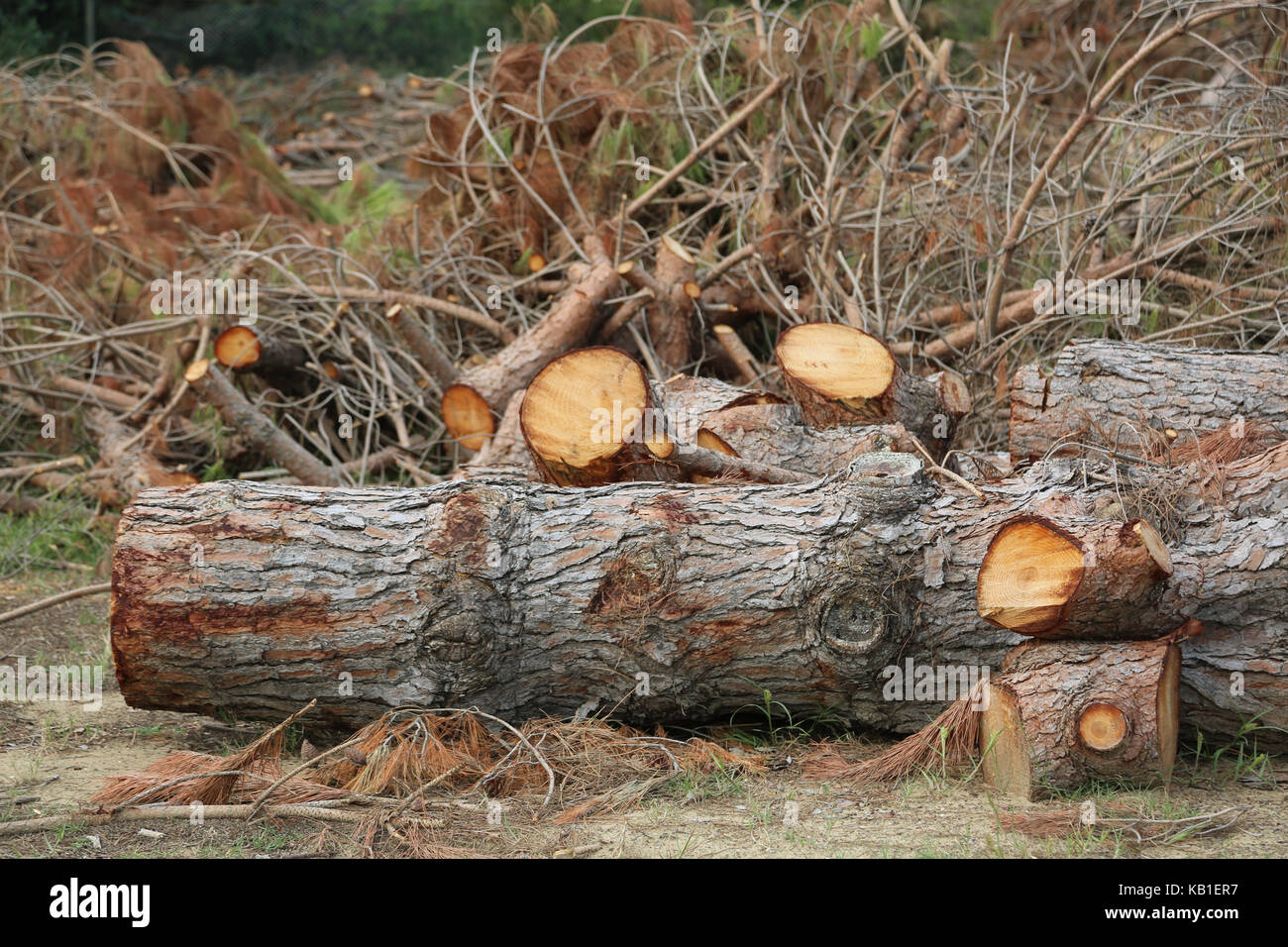 lots of trees and pines cut during deforestation Stock Photo - Alamy