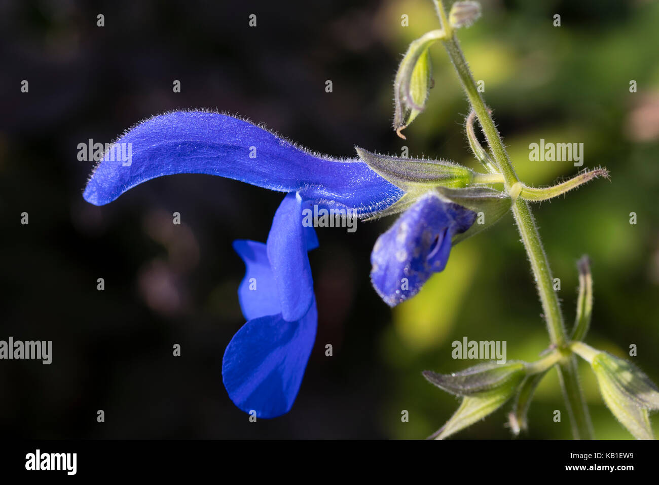 Hooded Flowers Stock Photos & Hooded Flowers Stock Images - Alamy