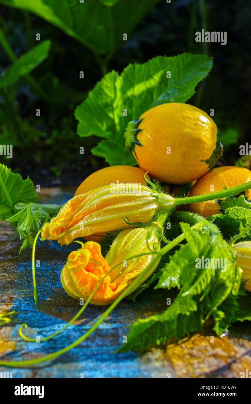 Round yellow zucchini and zucchini flowers, fresh in the garden, new ...