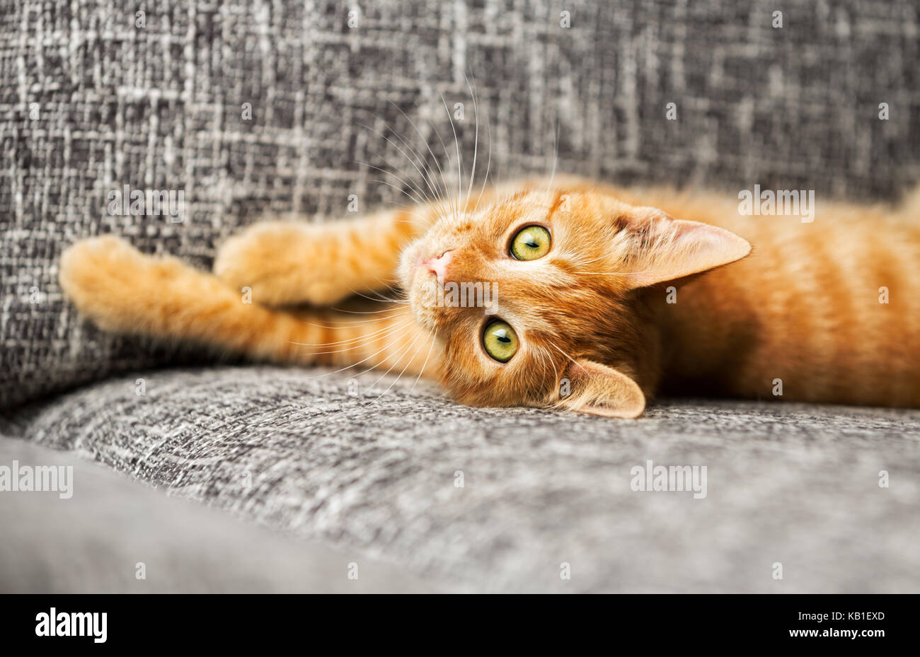 Cute baby cat playing Stock Photo - Alamy