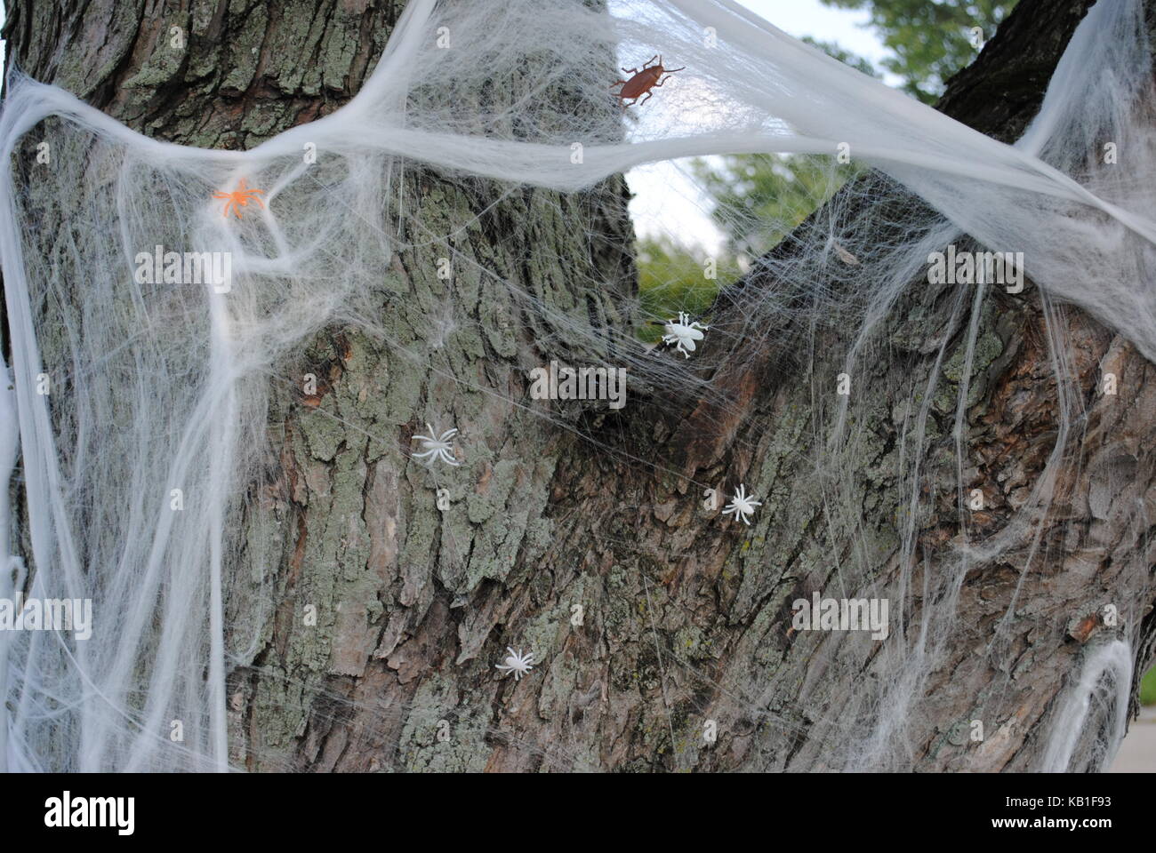 spiders on tree Stock Photo - Alamy