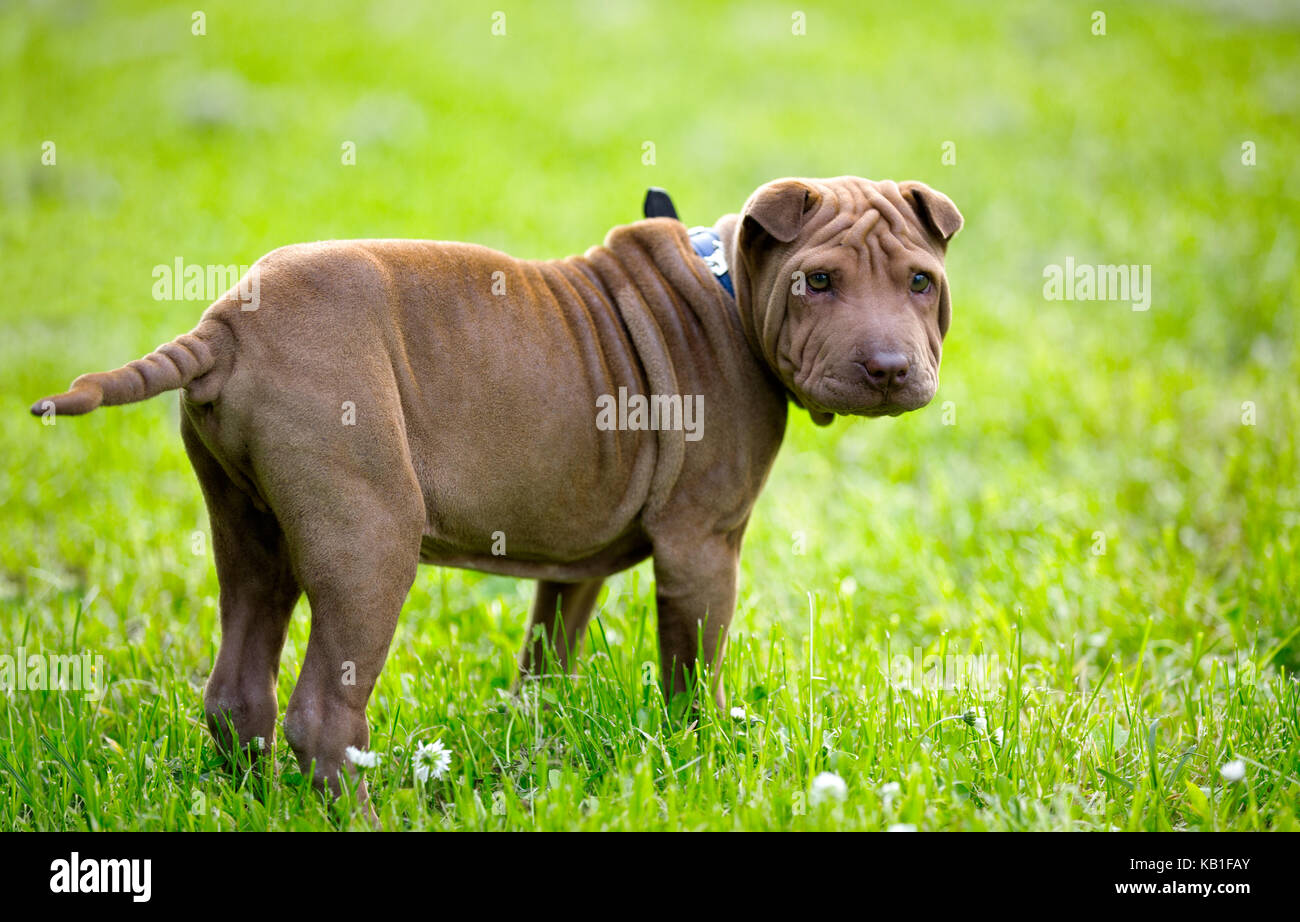 Adorable Shar Pei puppy Stock Photo - Alamy