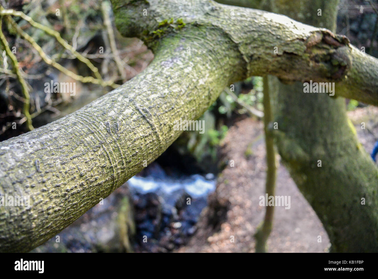 Downhill stream with waterfall through Derbyshire woodland Stock Photo ...