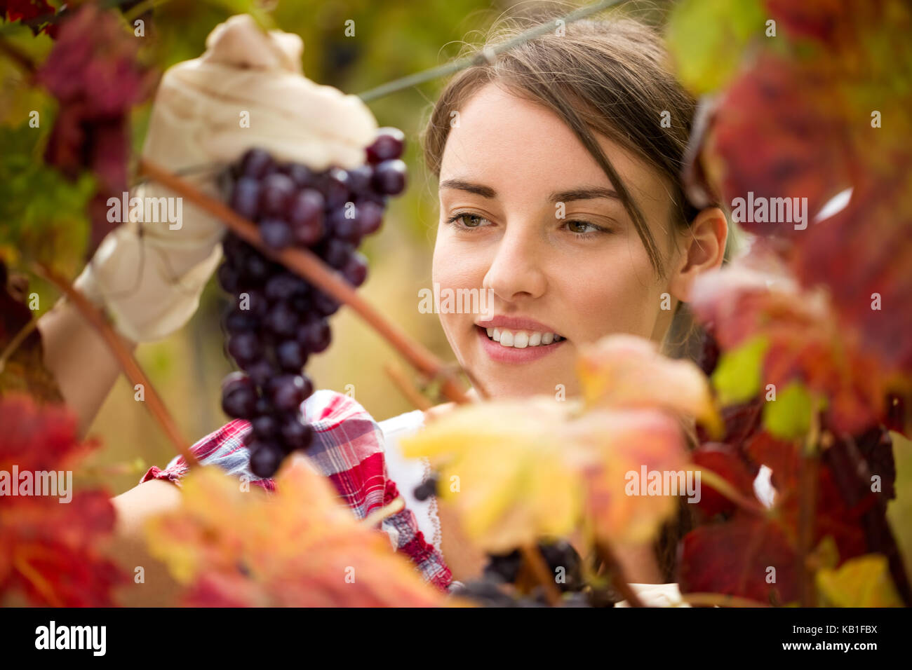 Woman picking grapes hi-res stock photography and images - Alamy