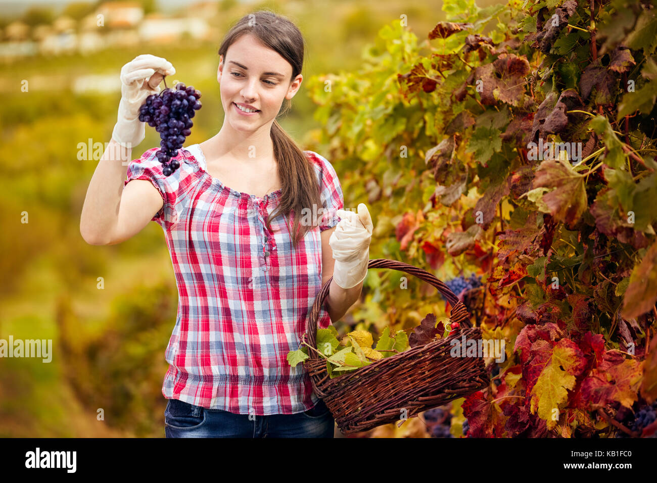 Cute women looking bunch grape and enjoy the products of her vineyards ...