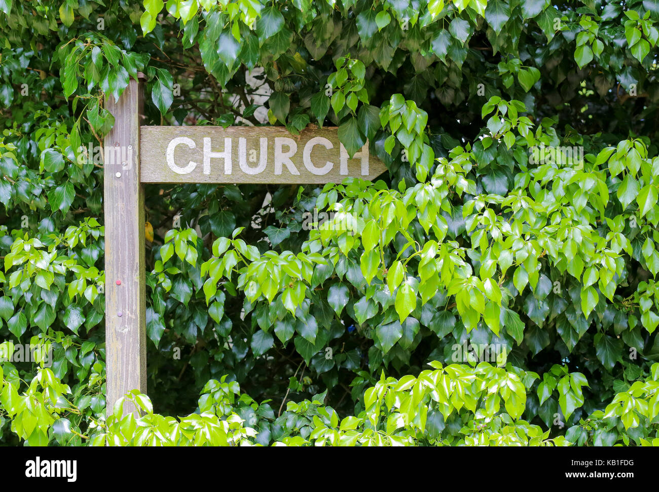 Overgrown weathered wooden signpost for church way with green hedge ...