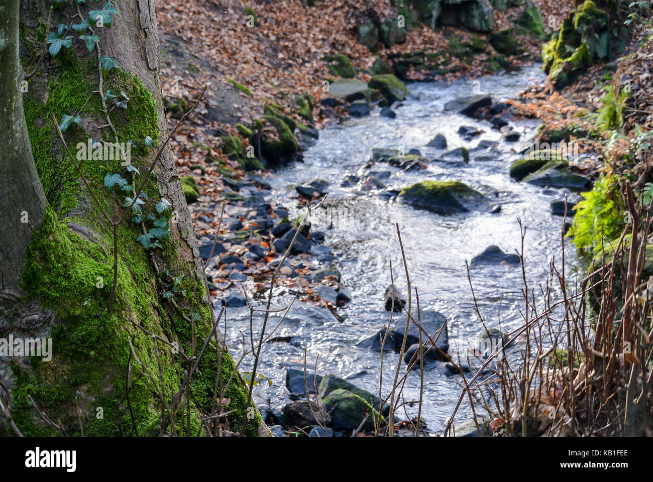 Downhill stream with waterfall through Derbyshire woodland Stock Photo ...