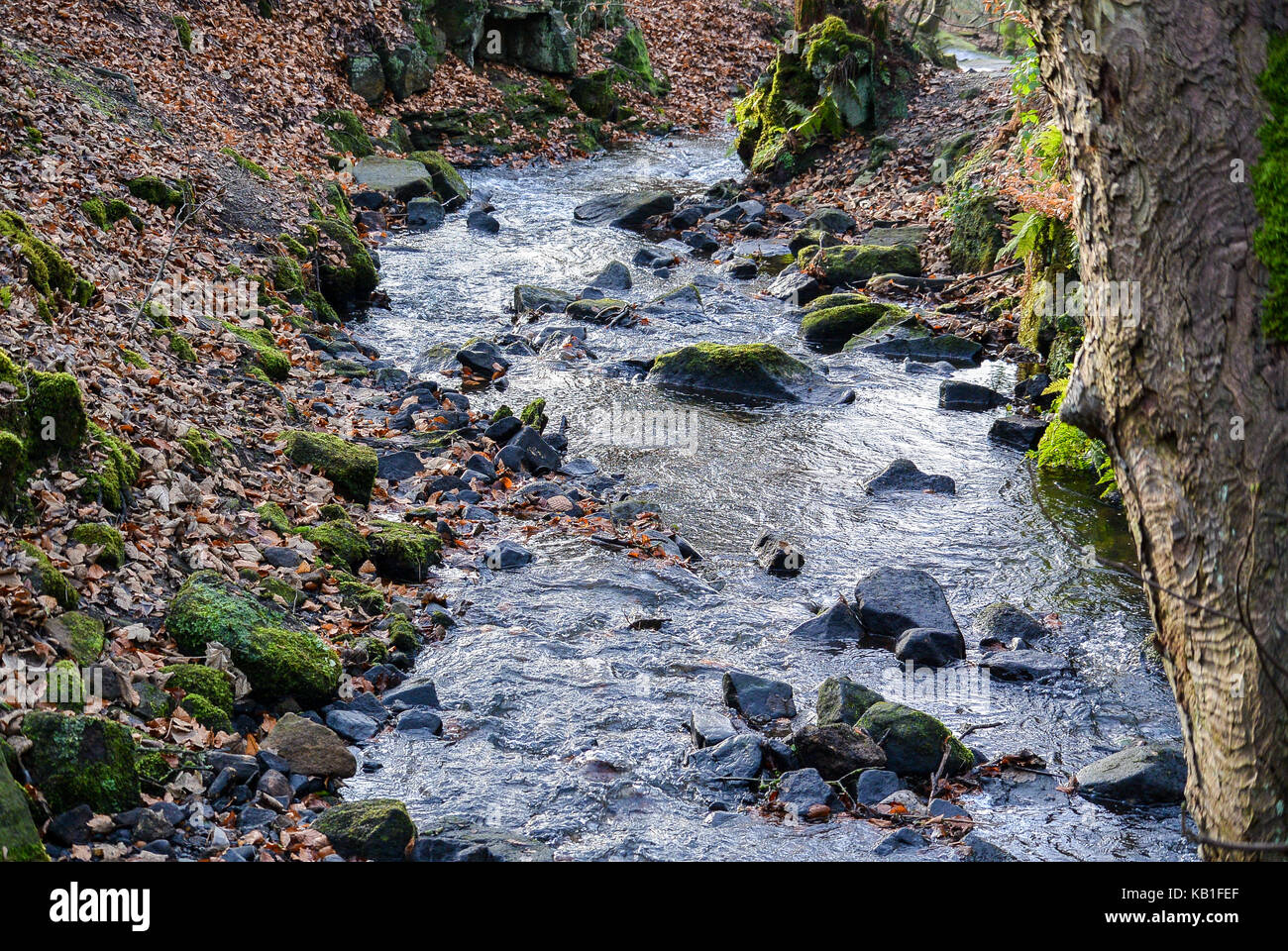 Downhill stream with waterfall through Derbyshire woodland Stock Photo ...