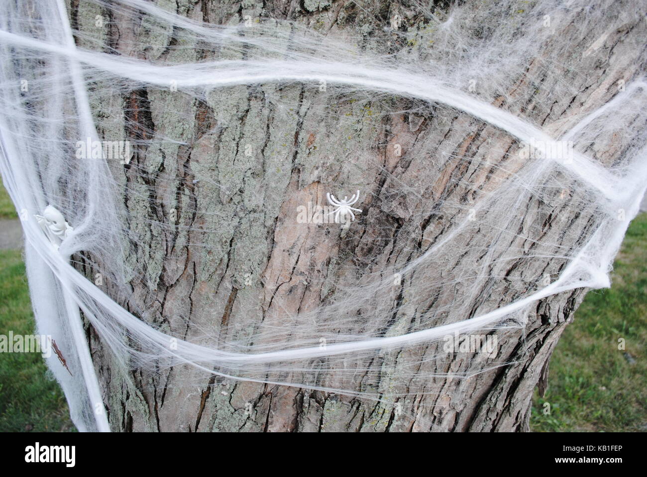 web on tree Stock Photo - Alamy