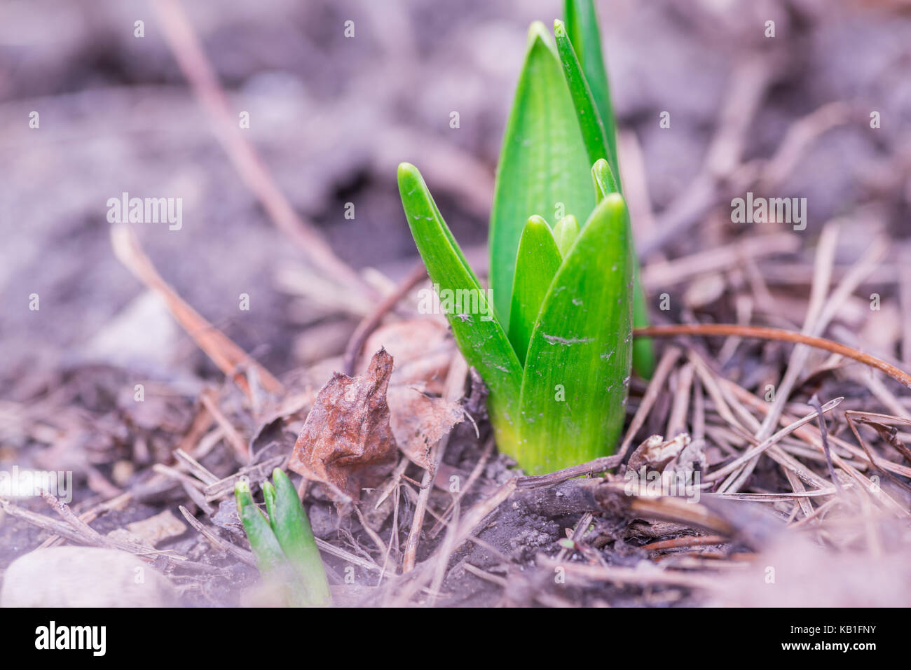 Planting green green green fresh close up leaves green leaves hi-res ...