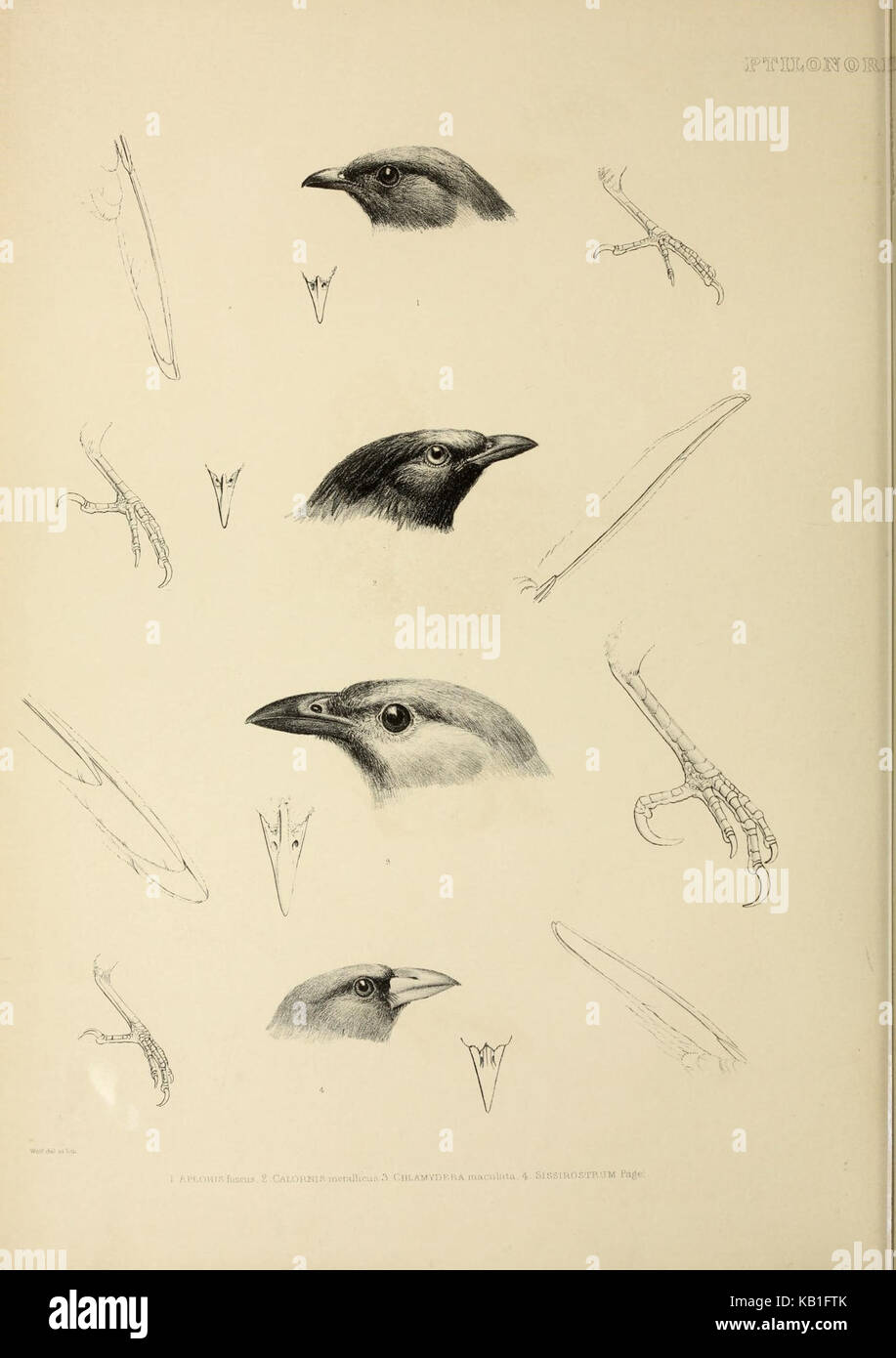 Guide focuses on study hi-res stock photography and images - Alamy