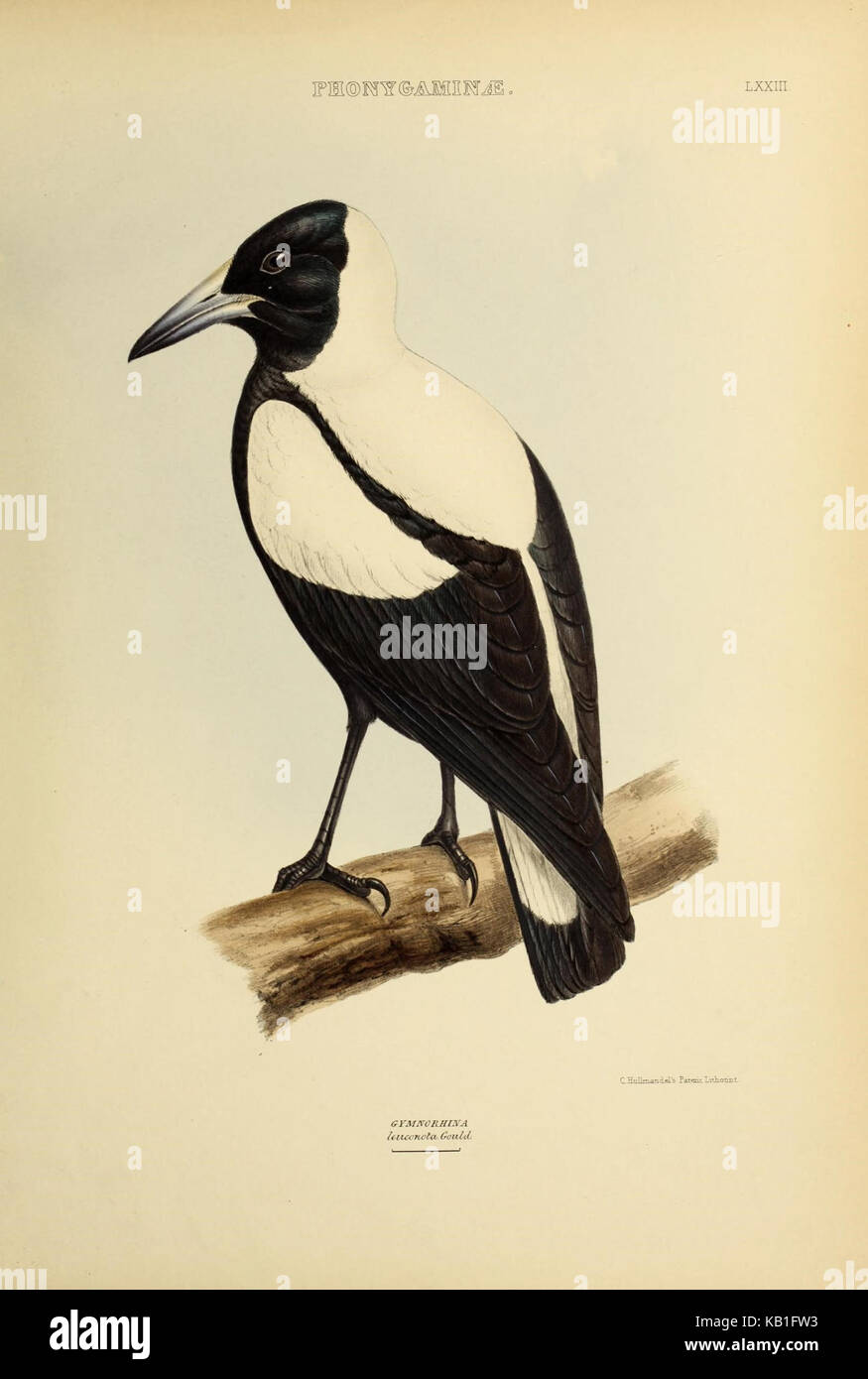 Detailed descriptions of various birds hi-res stock photography and ...