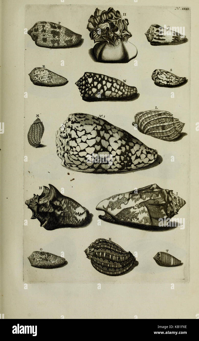 A detailed visual collection, 'Thesaurus imaginum piscium testaceorum ...