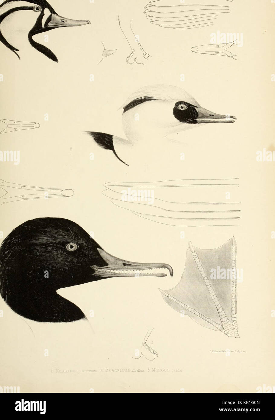 This ornithological illustration showcases various bird species and ...