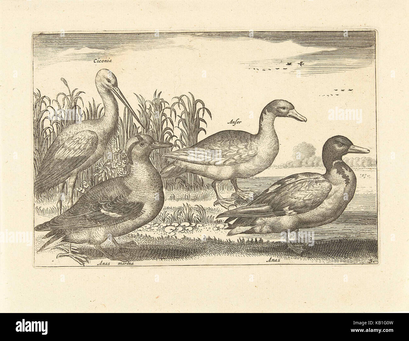 Het riet hi-res stock photography and images - Alamy