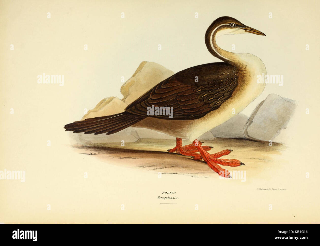 Understanding bird classification hi-res stock photography and images ...