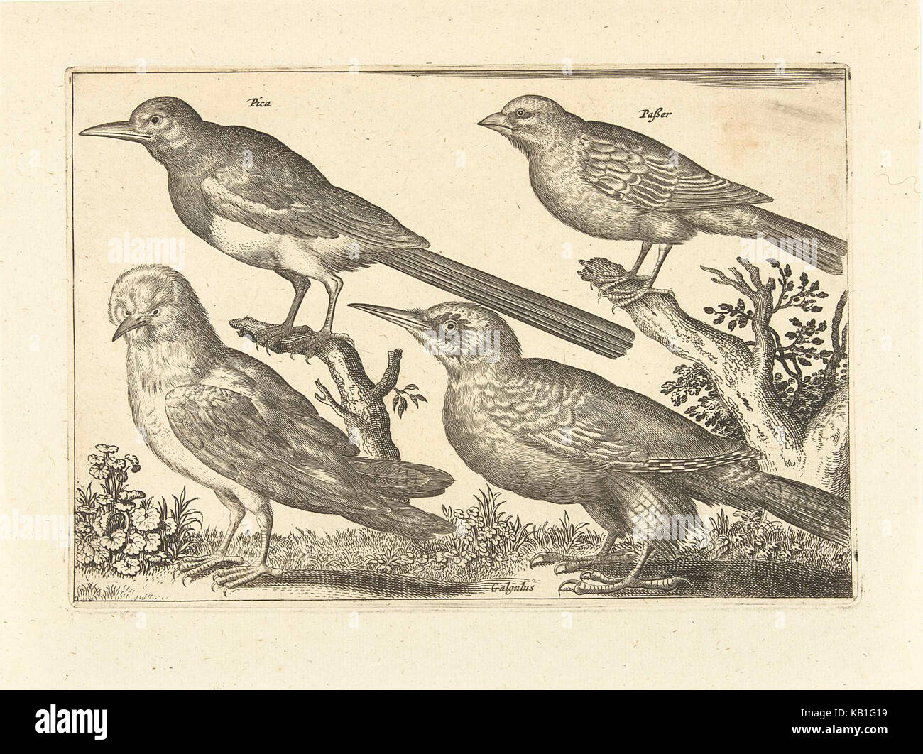 Four birds hi-res stock photography and images - Alamy